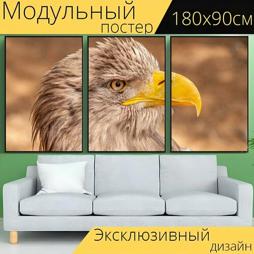 Модульный постер "Орел, птица, клюв" 180 x 90 см. для интерьера