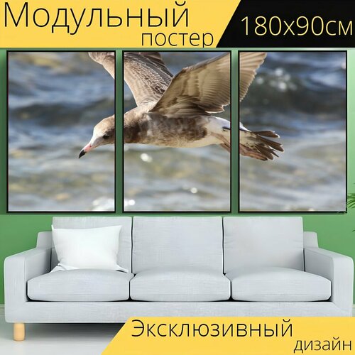 Модульный постер "Чайка, летающий, море" 180 x 90 см. для интерьера