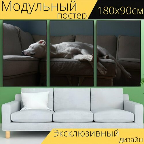 Модульный постер "Белый, собака, диван" 180 x 90 см. для интерьера