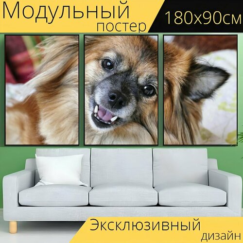 Модульный постер "Собака, животное, милый" 180 x 90 см. для интерьера