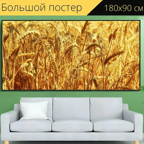 Большой постер "Кукурузное поле, поля, золото" 180 x 90 см. для интерьера