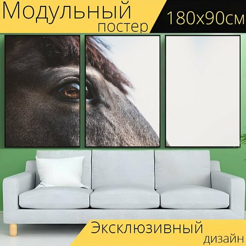 Модульный постер "Лошадь, глаз, лошадиная голова" 180 x 90 см. для интерьера