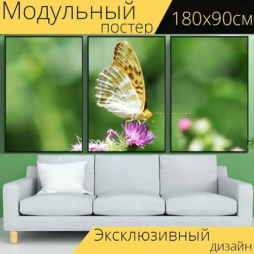 Модульный постер "Перламутровая бабочка, бабочка, природа" 180 x 90 см. для интерьера