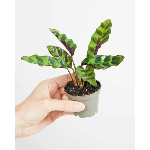 Калатея Лансифолия (Calathea Lancifolia) D6см