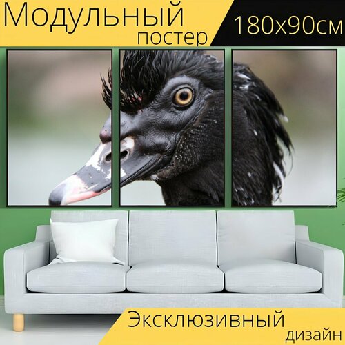 Модульный постер "Утка, птица, животное" 180 x 90 см. для интерьера