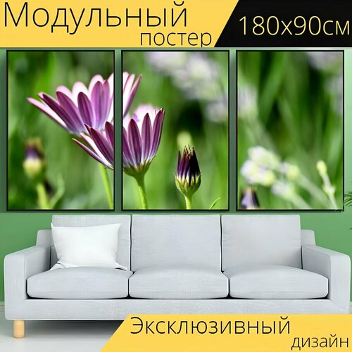 Модульный постер "Маргарита, цвести, цветок" 180 x 90 см. для интерьера