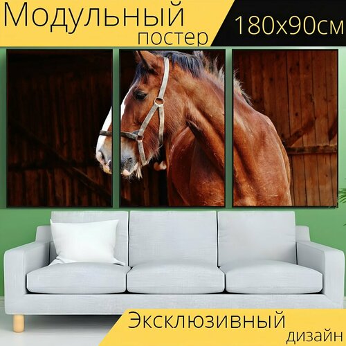 Модульный постер "Шайрская лошадь, лошадь, большая лошадь" 180 x 90 см. для интерьера