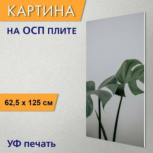 Вертикальная картина на ОСП "Монстера растение, монстера, лист монстеры" 62x125 см. для интерьериа