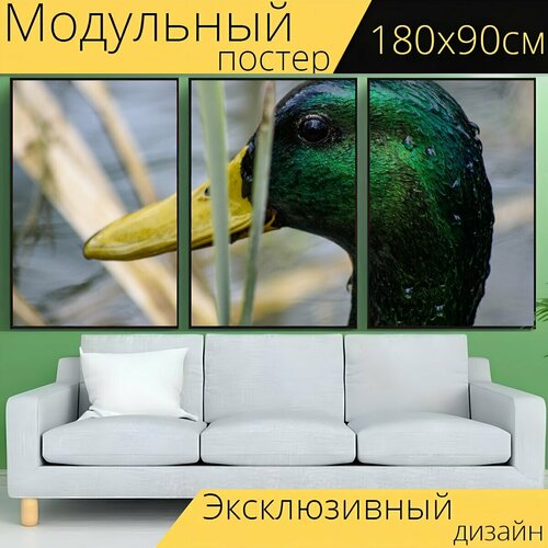 Модульный постер "Утка, птица, пруд" 180 x 90 см. для интерьера