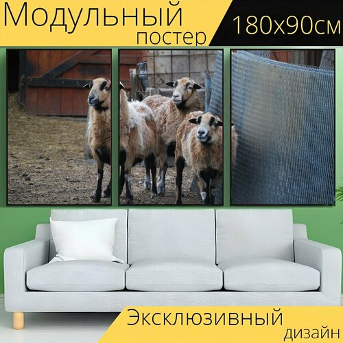 Модульный постер "Овец, животные, фермерский двор" 180 x 90 см. для интерьера