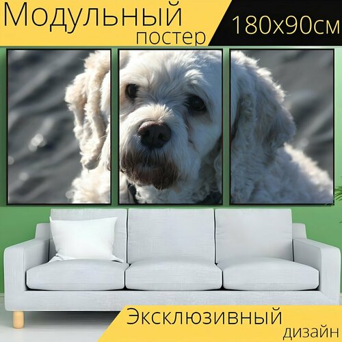 Модульный постер "Собака, портрет, милый" 180 x 90 см. для интерьера