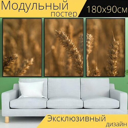 Модульный постер "Колосья, пшеница, сельское хозяйство" 180 x 90 см. для интерьера