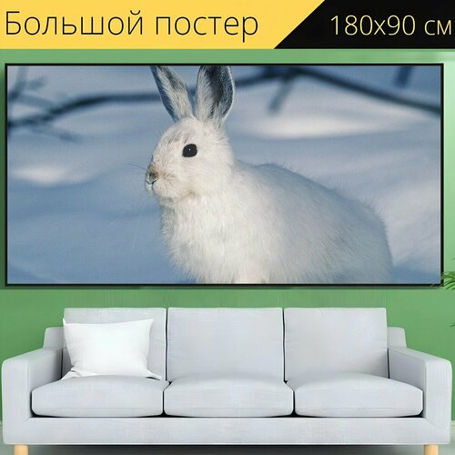 Большой постер "Белый, кролик, животное" 180 x 90 см. для интерьера