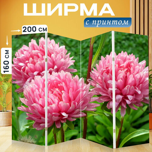 Ширма перегородка с принтом "Астры, цветы, розовый" на холсте - 200x160 см. для зонирования, раскладная