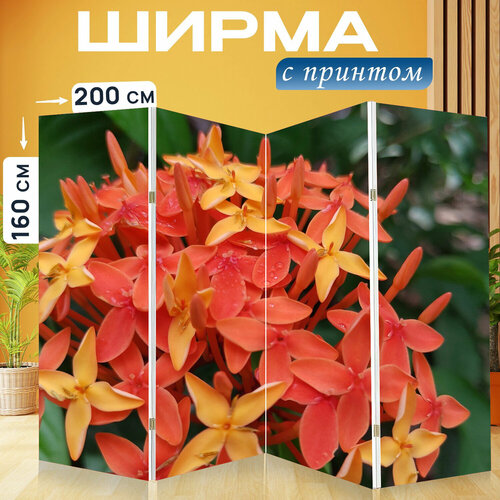 Ширма перегородка с принтом "Иксора, цветок, керала" на холсте - 200x160 см. для зонирования, раскладная