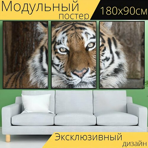 Модульный постер "Тигр, хищник, зоопарк" 180 x 90 см. для интерьера