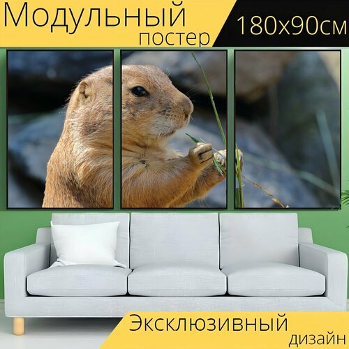 Модульный постер "Луговые собачки, животный мир, природа" 180 x 90 см. для интерьера