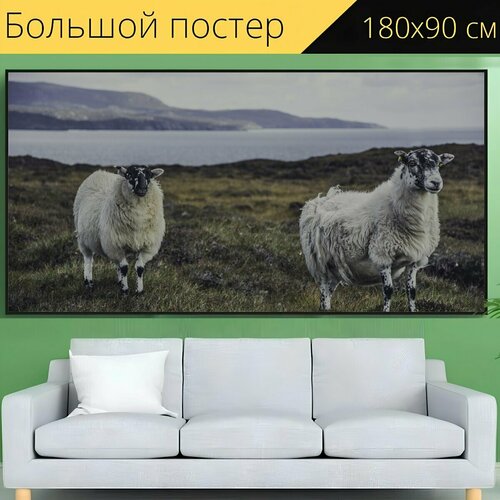 Большой постер "Овец, шотландия, животное" 180 x 90 см. для интерьера