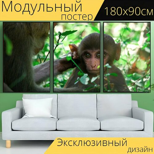 Модульный постер "Резус, обезьяна, животное" 180 x 90 см. для интерьера