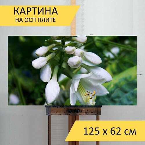 Картина на ОСП 125х62 см. "Хоста, бутоны, цвести" горизонтальная, для интерьера, с креплениями