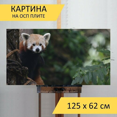 Картина на ОСП 125х62 см. "Природа, животное, красная панда" горизонтальная, для интерьера, с креплениями