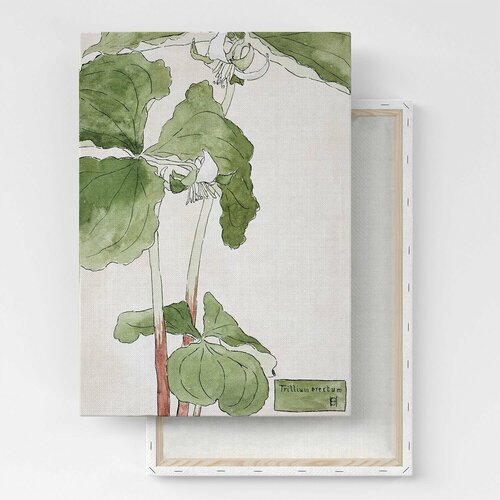Картина на холсте, репродукция / Ханна Боргер Овербек - Trillium Erectum / Размер 40 x 53 см