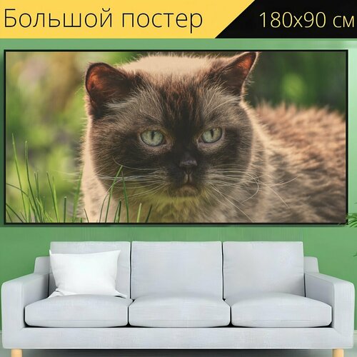 Большой постер "Британская короткошерстная кошка, кот, милый" 180 x 90 см. для интерьера
