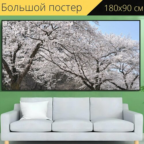 Большой постер "Вишня в цвету, цветок, вишни в цвету" 180 x 90 см. для интерьера