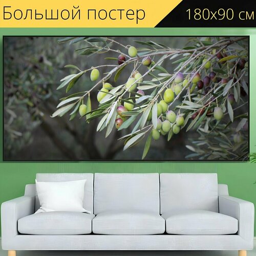 Большой постер "Оливковый, оливковые деревья, фруктовый сад" 180 x 90 см. для интерьера