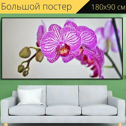 Большой постер "Орхидея, сирень, цветок" 180 x 90 см. для интерьера