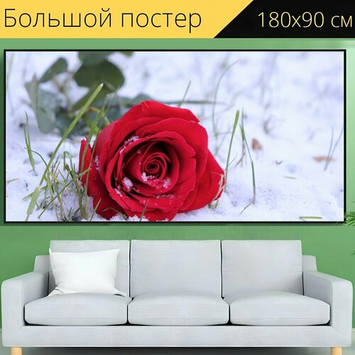 Большой постер "Красная роза в снегу, трава, символ любви" 180 x 90 см. для интерьера