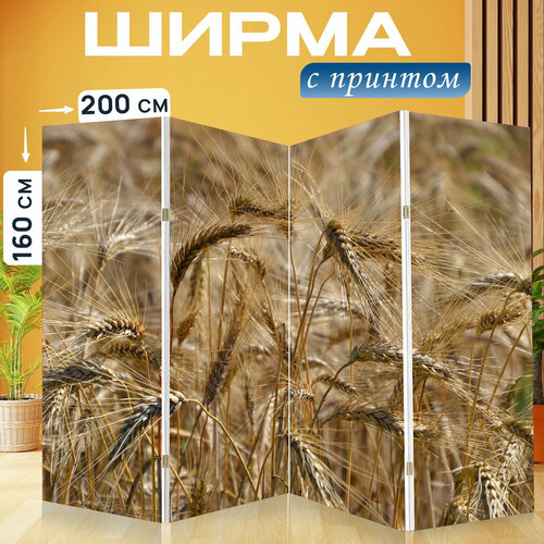 Ширма перегородка с принтом "Пшеница, зерновой, зерно" на холсте - 200x160 см. для зонирования, раскладная