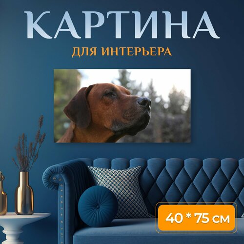 Картина на холсте "Собака, риджбек, щенок" на подрамнике 75х40 см. для интерьера