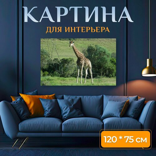 Картина на холсте "Жирафа, природа, южная африка" на подрамнике 120х75 см. для интерьера