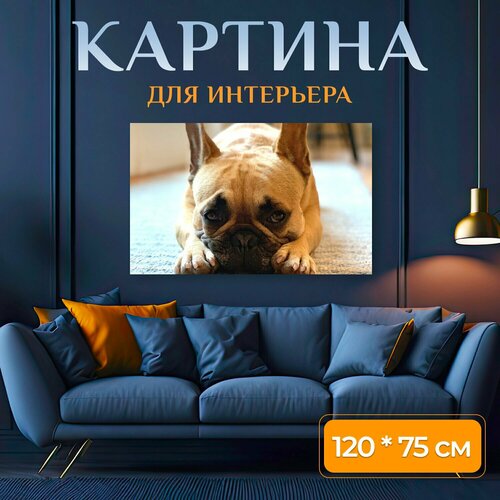 Картина на холсте "Собака, француженка, домашний питомец" на подрамнике 120х75 см. для интерьера