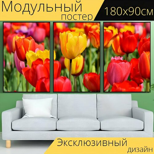 Модульный постер "Тюльпаны, поле тюльпанов, цветок тюльпана" 180 x 90 см. для интерьера
