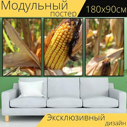 Модульный постер "Кукуруза, посевы, ферма" 180 x 90 см. для интерьера