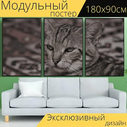 Модульный постер "Кошка, тигровая кошка, мордочка" 180 x 90 см. для интерьера