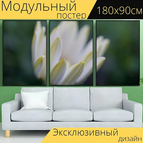 Модульный постер "Маргарита, цветок, цвести" 180 x 90 см. для интерьера