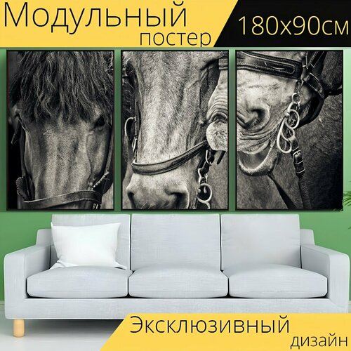 Модульный постер "Лошади, лошадиные головы, животные" 180 x 90 см. для интерьера