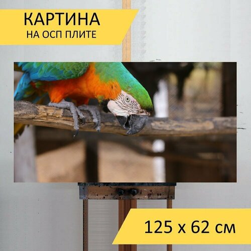 Картина на ОСП 125х62 см. "Попугай, животные, лоро" горизонтальная, для интерьера, с креплениями