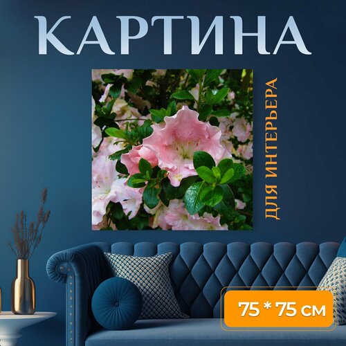 Картина на холсте "Цветок, розовый, азалия" на подрамнике 75х75 см. для интерьера