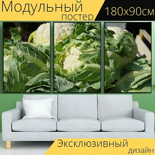 Модульный постер "Цветная капуста, овощи, рынок свежие овощи" 180 x 90 см. для интерьера