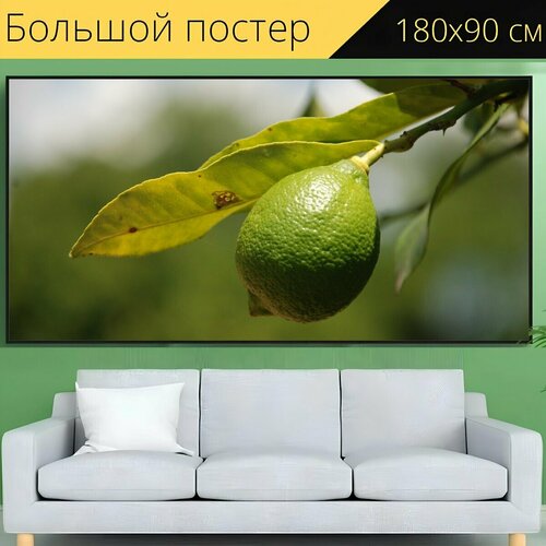Большой постер "Лимон, цитрусовые, фрукты" 180 x 90 см. для интерьера