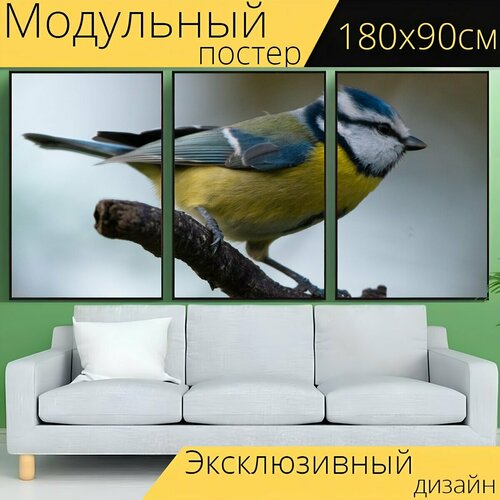 Модульный постер "Лазоревка, птица, синица" 180 x 90 см. для интерьера