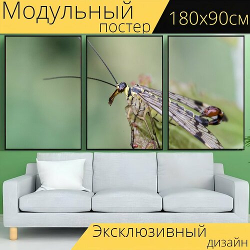 Модульный постер "Соттишз, макрос, насекомое" 180 x 90 см. для интерьера