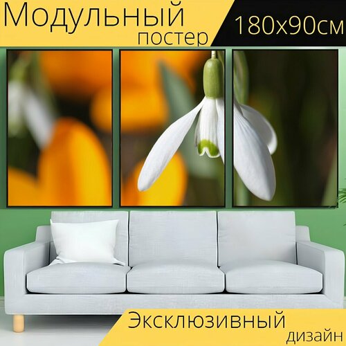 Модульный постер "Подснежник, цветок, цвести" 180 x 90 см. для интерьера