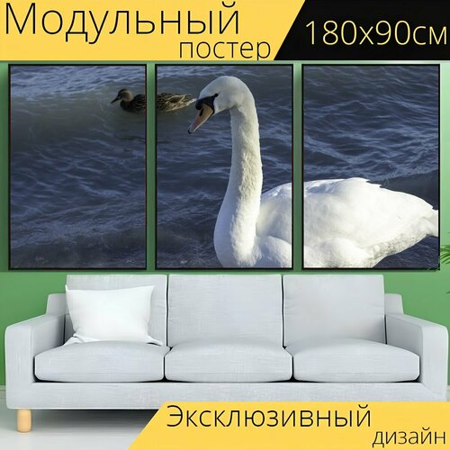 Модульный постер "Лебедь, кэм, водоплавающая птица" 180 x 90 см. для интерьера