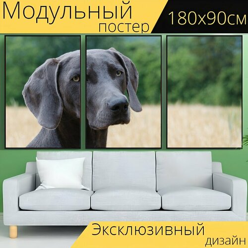 Модульный постер "Собака, веймаранер, голова" 180 x 90 см. для интерьера