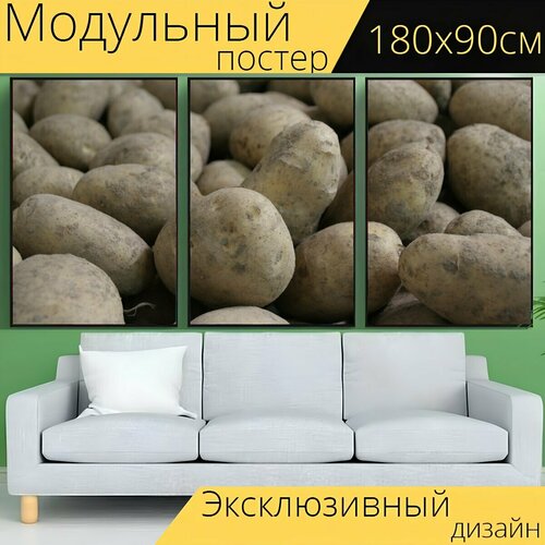 Модульный постер "Картошка, картофель, сельское хозяйство" 180 x 90 см. для интерьера